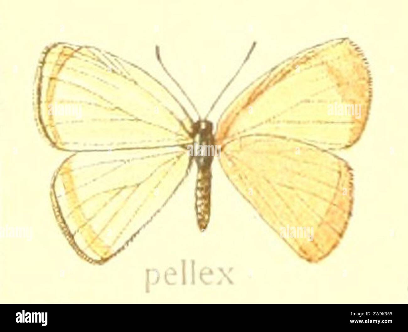 Zelotaea pellex Staudinger 1887, Macrolepidoptera15seit 0283 (cropped ...