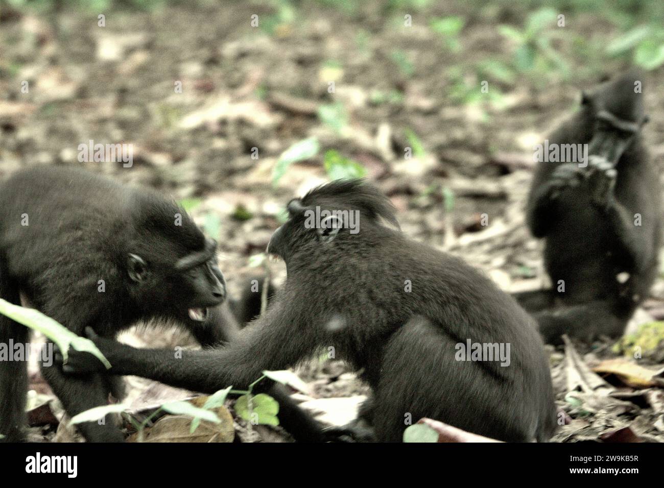 Juveniles of crested macaque (Macaca nigra) are having social activity ...