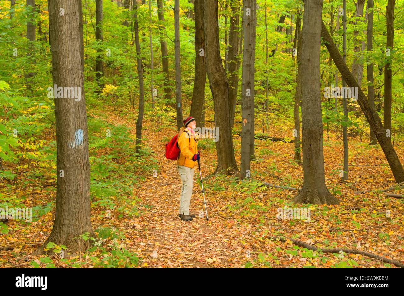 Mattabasett Trail, Giuffrida Park, Meridan, Connecticut Stock Photo - Alamy