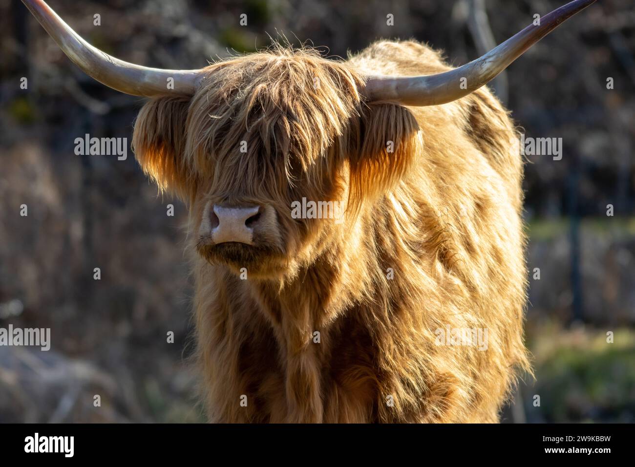 Highland Cattle closeup with rufous red shaggy fur in late afternoon ...