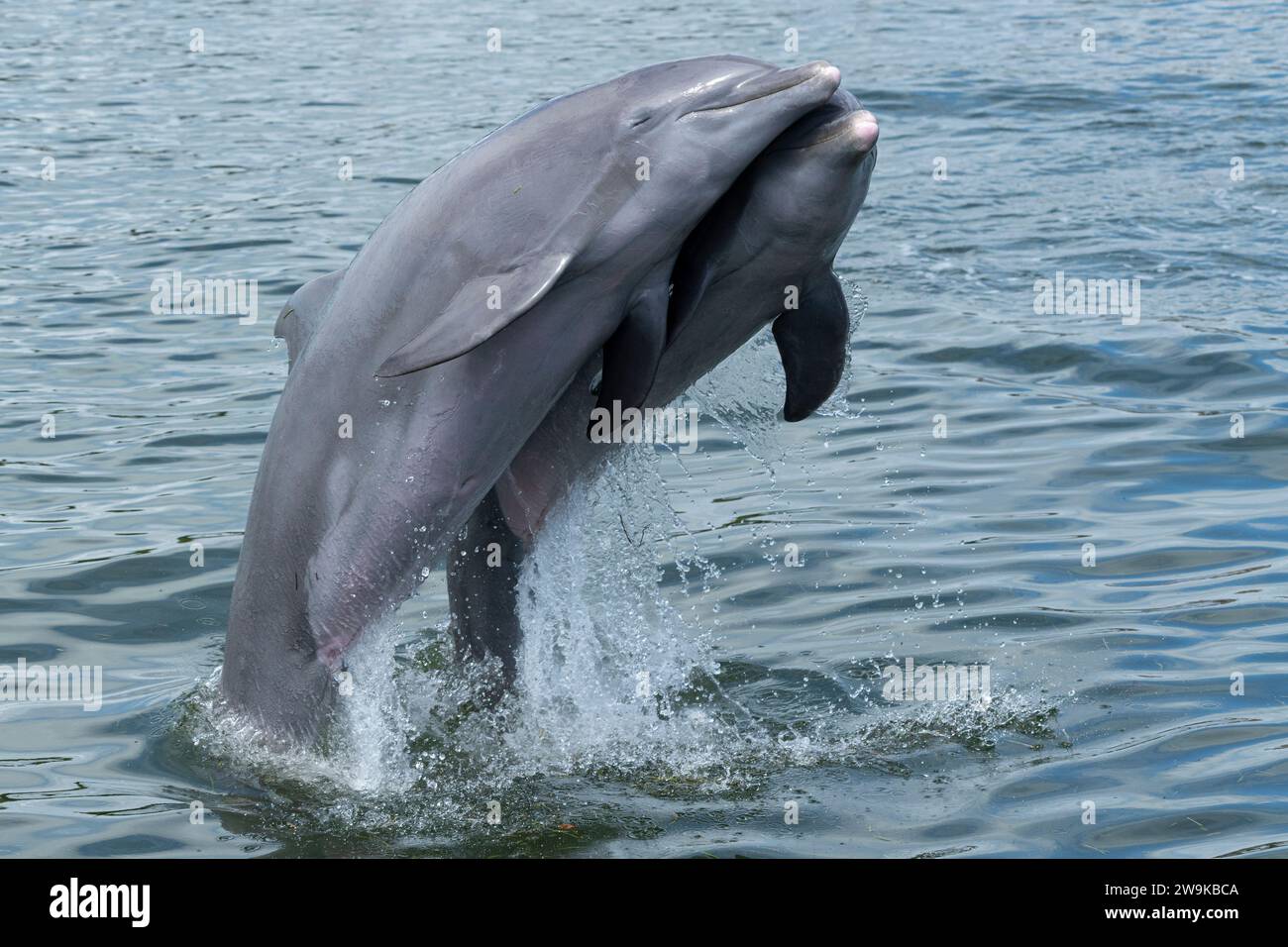 Paired dolphins at the Dolphin Research Center, Marathon, Florida Keys ...