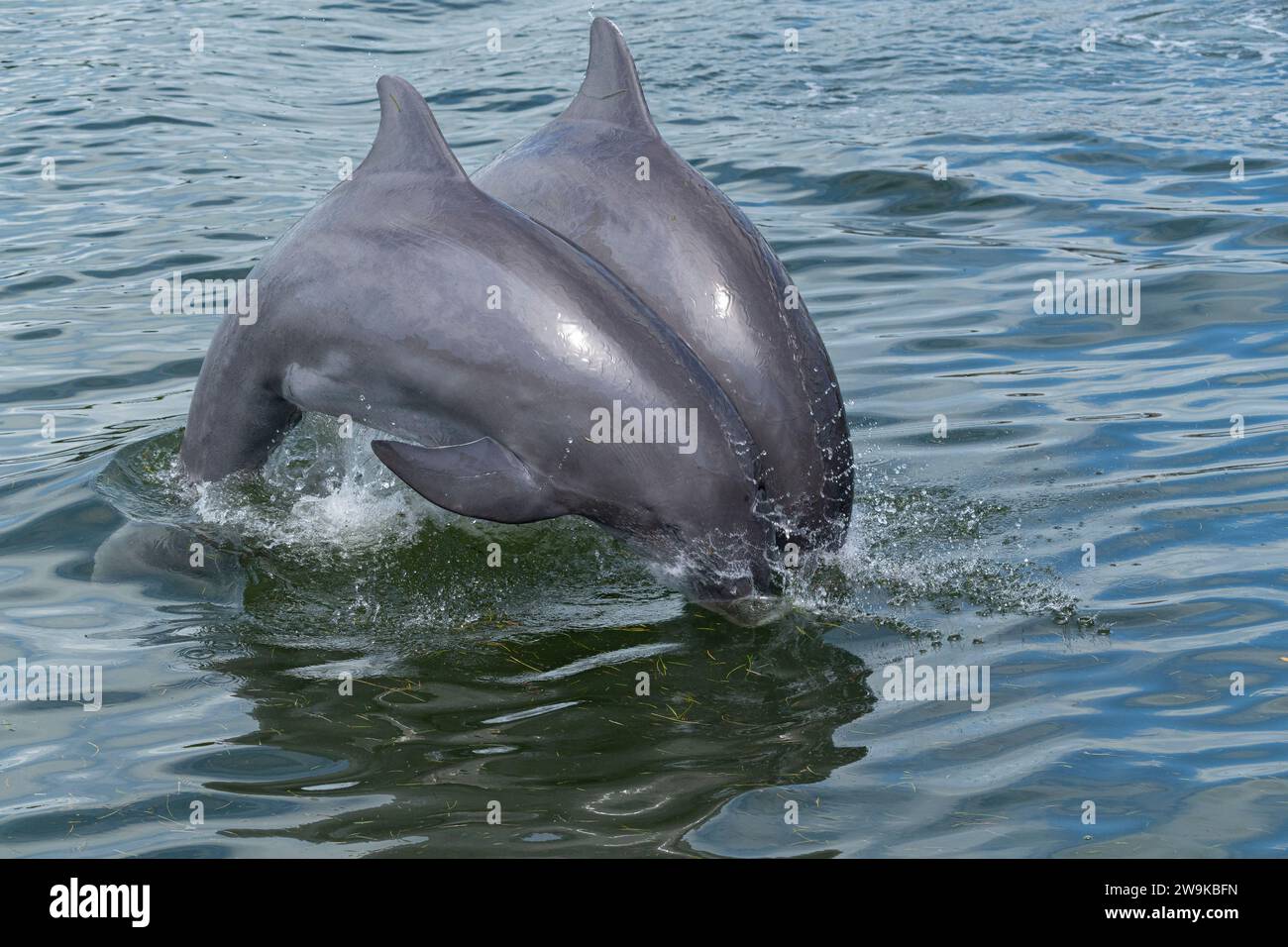 Paired dolphins at the Dolphin Research Center, Marathon, Florida Keys ...
