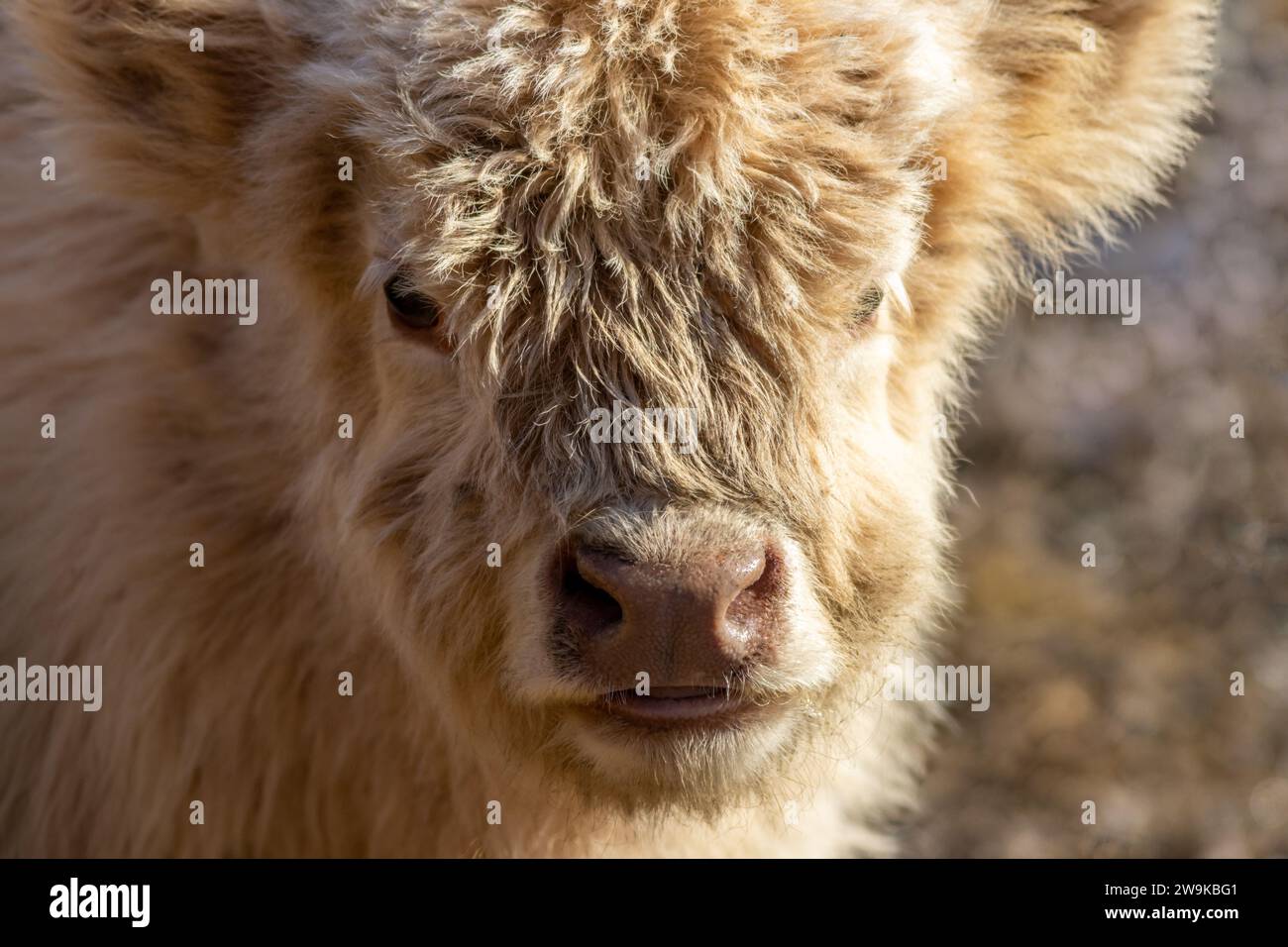 Highland Cattle Calf closeup with light tan shaggy fur in late ...