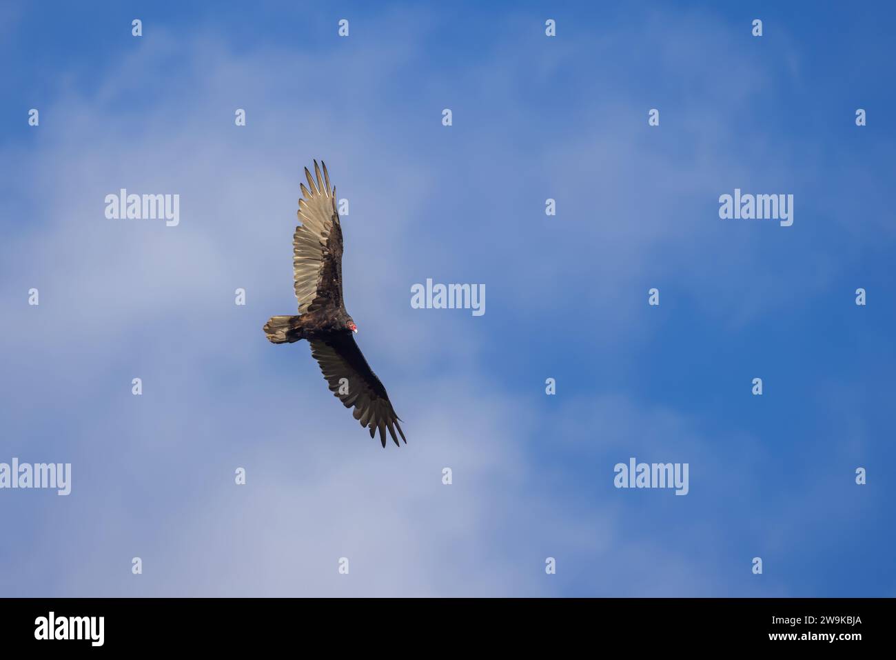 Turkey vulture flying overhead in northern Wisconsin Stock Photo - Alamy