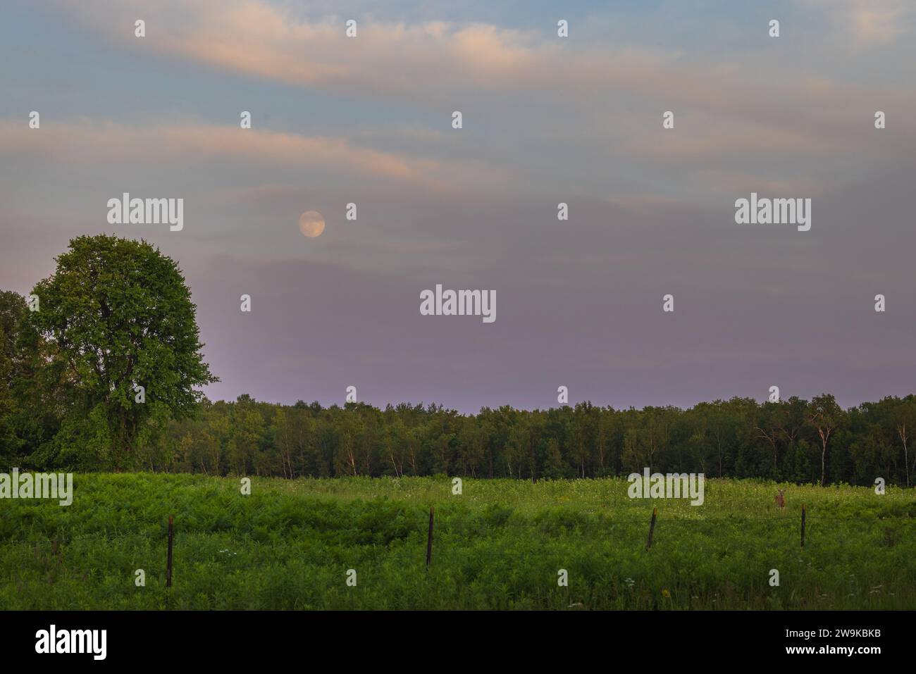 White-tailed doe standing in a northern Wisconsin meadow as the full ...
