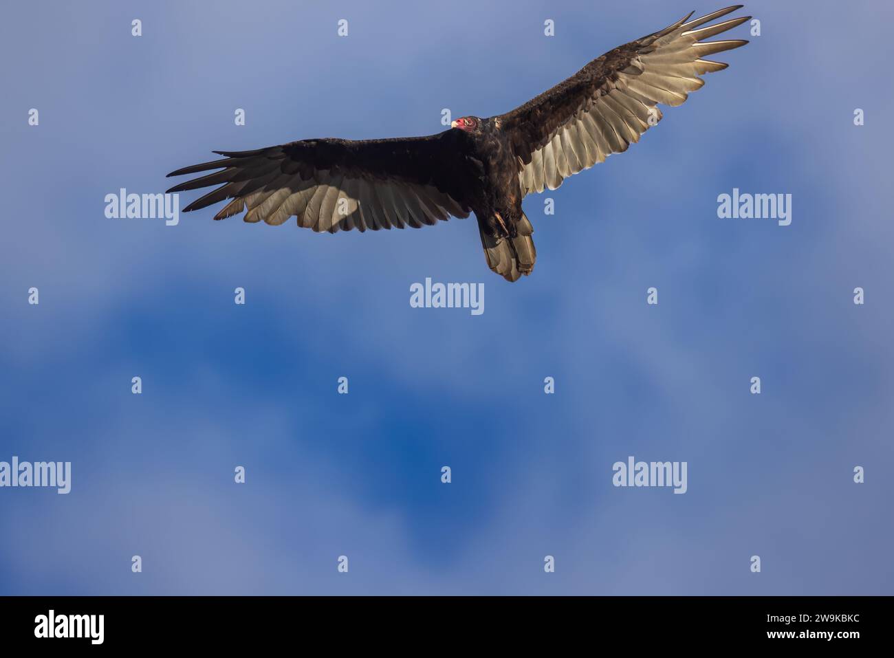 Turkey vulture flying overhead in northern Wisconsin Stock Photo - Alamy