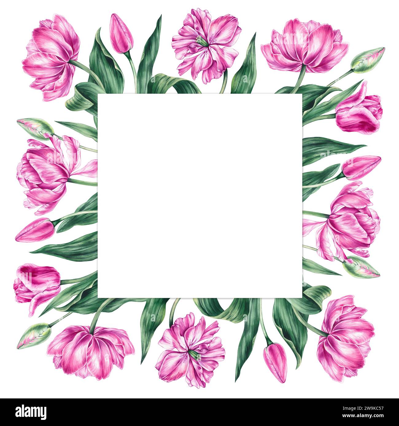 Watercolor pink tulip frame on a white background. Hand drawn tulips ...