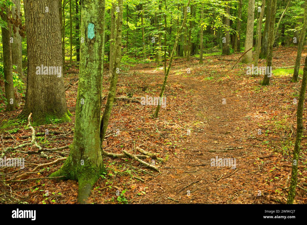 Pomperaug Trail, Kettletown State Park, Connecticut Stock Photo - Alamy