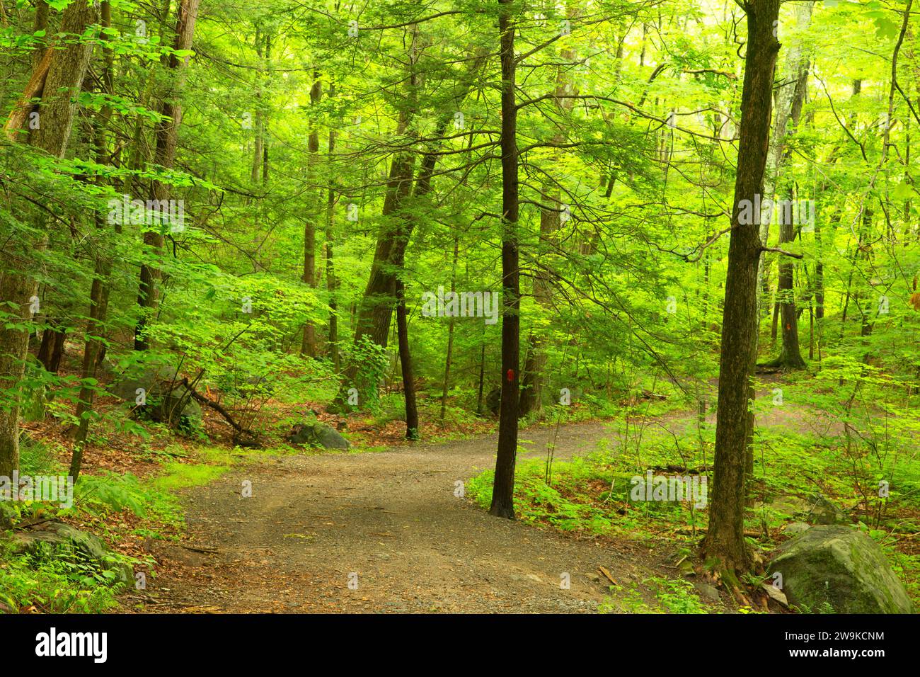 Red Trail, Southford Falls State Park, Connecticut Stock Photo - Alamy
