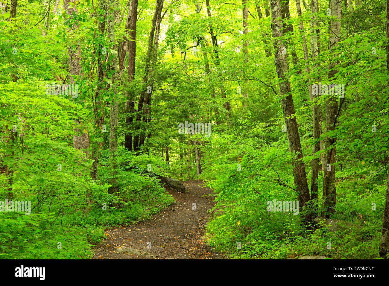 Red Trail, Southford Falls State Park, Connecticut Stock Photo - Alamy