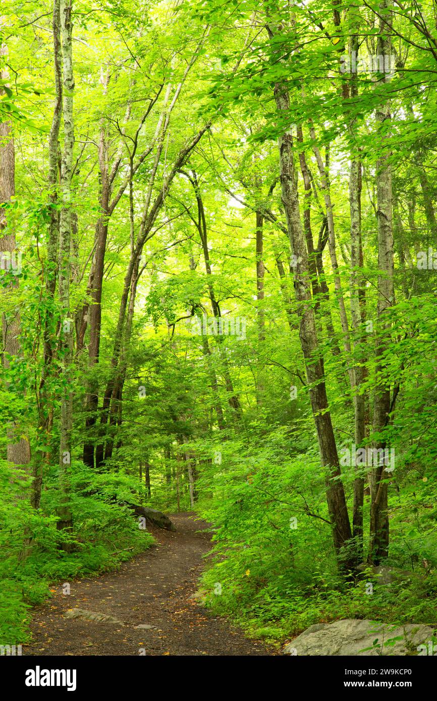 Red Trail, Southford Falls State Park, Connecticut Stock Photo - Alamy