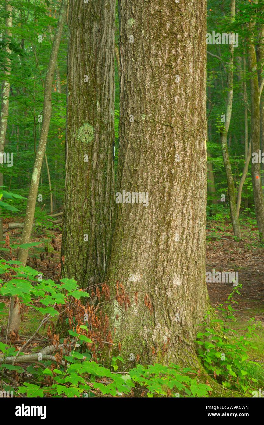 Forest along White Trail, Sleeping Giant State Park, Connecticut Stock ...