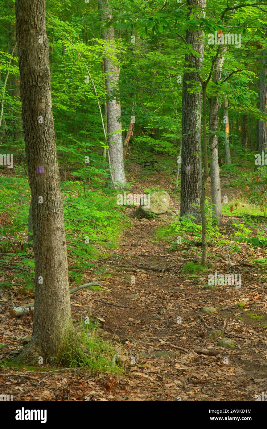 Violet Trail, Sleeping Giant State Park, Connecticut Stock Photo - Alamy