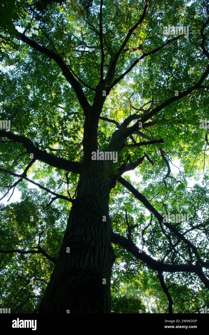 Blue rock state forest hi-res stock photography and images - Alamy