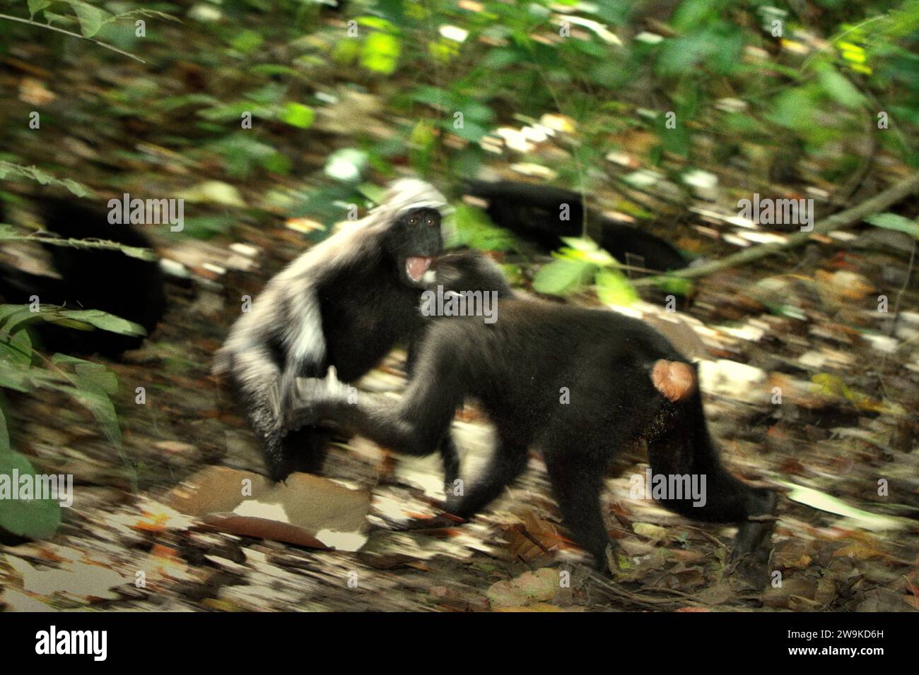 Crested macaque physiology hi-res stock photography and images - Alamy