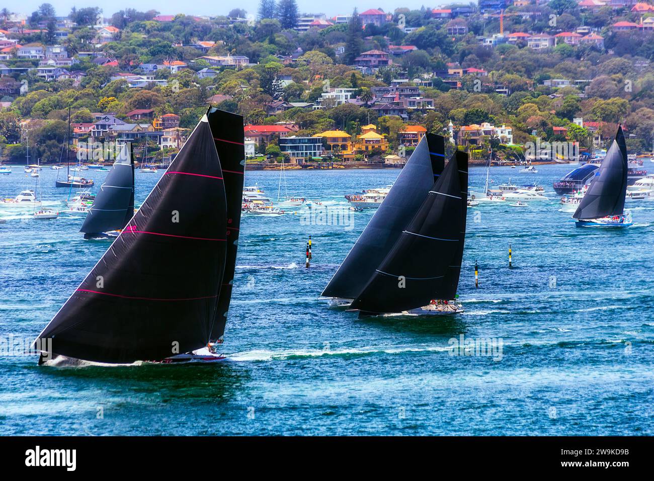 Black sails of maxi yachts after starting line on Sydney harbour in a race to Hobart, Australia ...