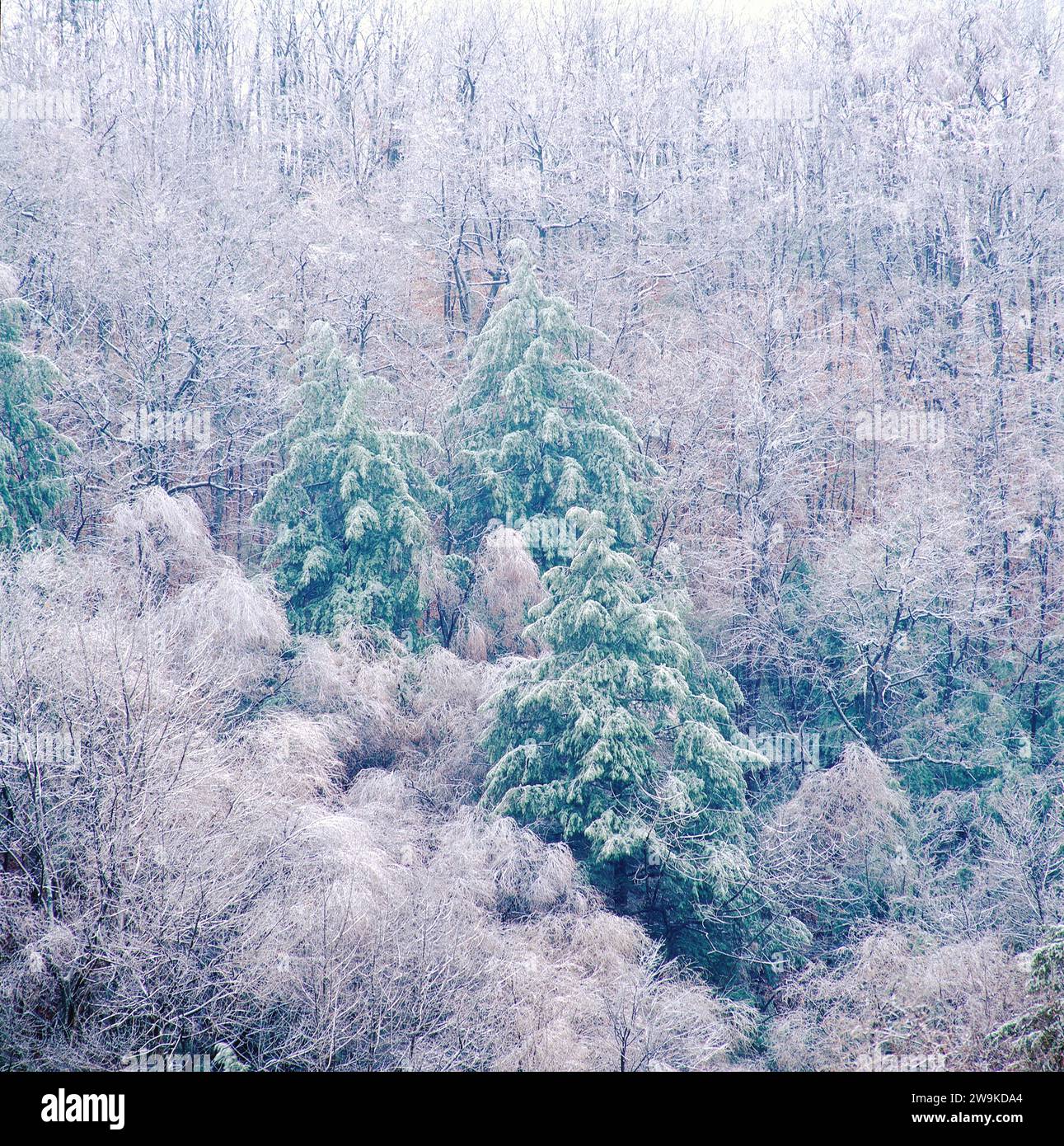 Eastern Hemlock and hardwood trees under the weight of a fresh winter ...