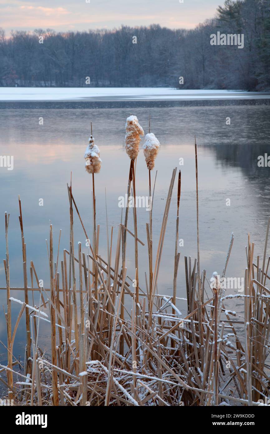 Cattails at Lower Pond, AW Stanley Park, New Britain, Connecticut Stock ...
