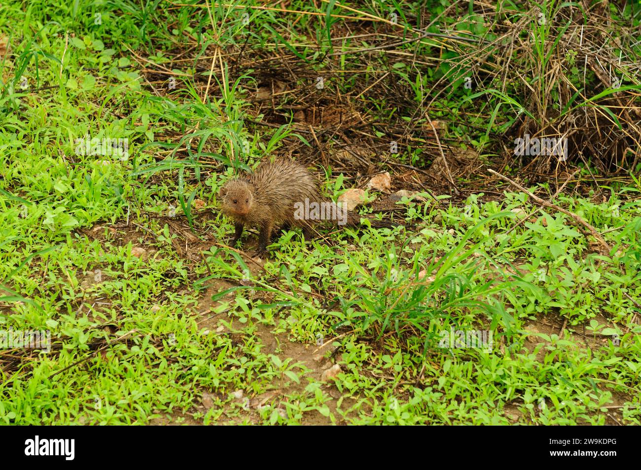 Common Dwarf Mongoose foraging Stock Photo - Alamy