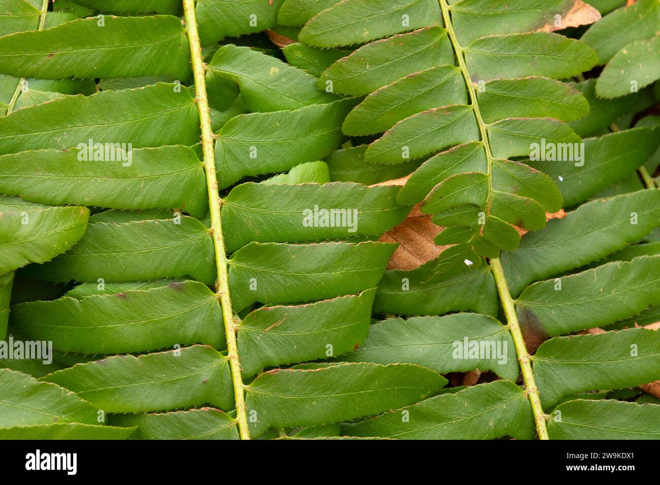 Christmas fern polystichum acrostichoides hi-res stock photography and ...