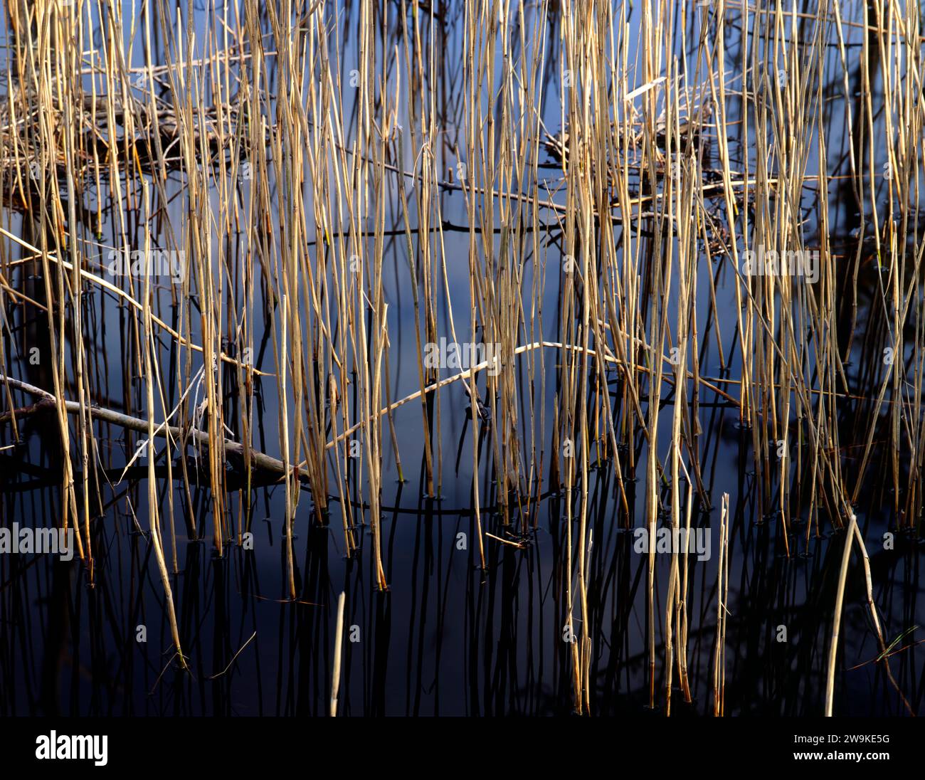 Wild marsh grasses reflected in tidal basin, Chincoteague National ...
