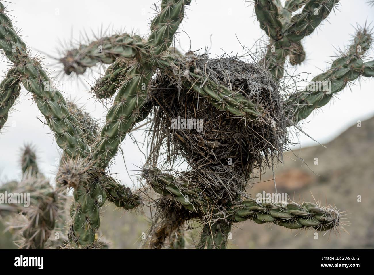 Tangled Birds Nest Rests In The Arms of Chainlink Cactus in Big Bend ...