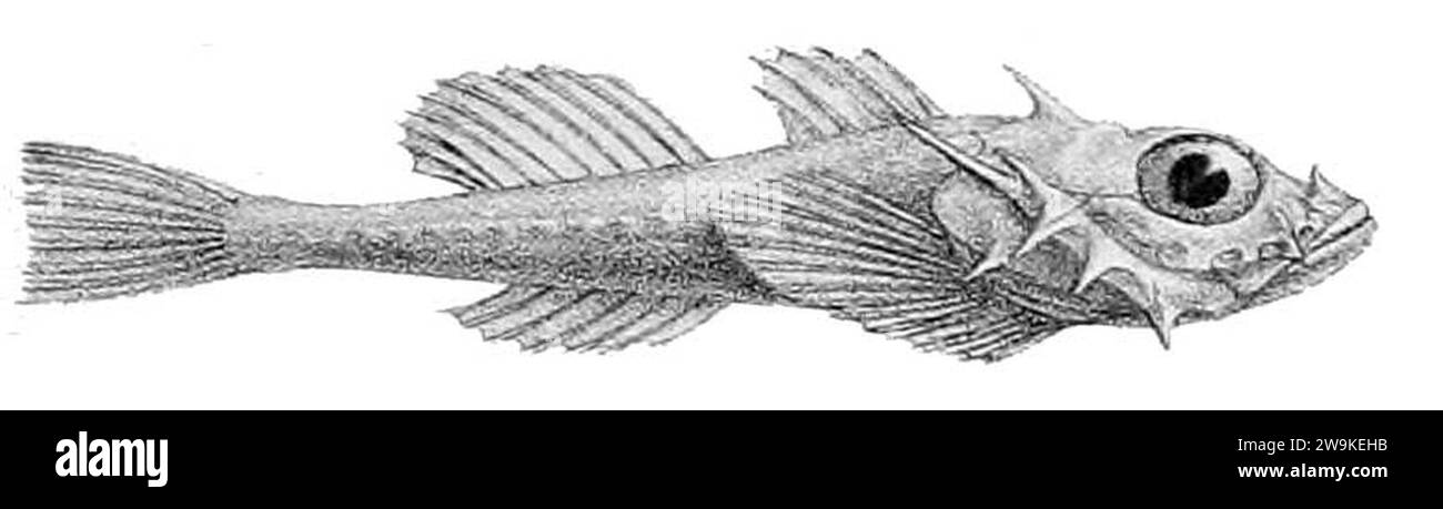 Zesticelus bathybius 2 Stock Photo - Alamy