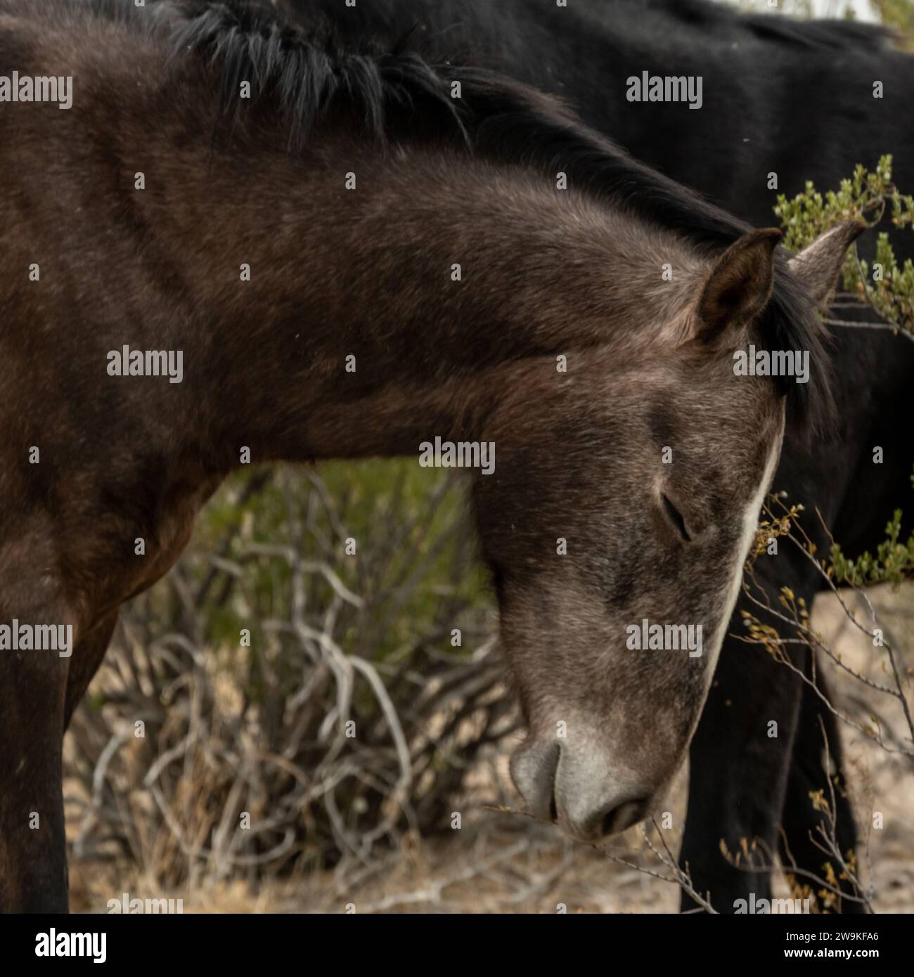 Animals of big bend hi-res stock photography and images - Alamy