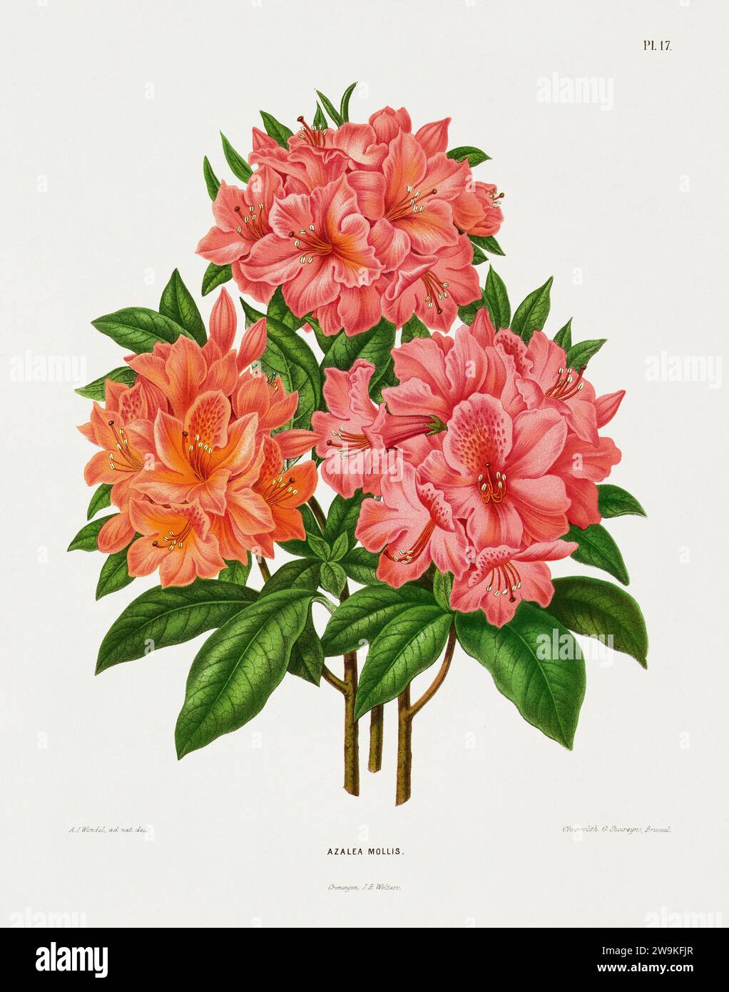 Intricacy of botanical art hi-res stock photography and images - Alamy