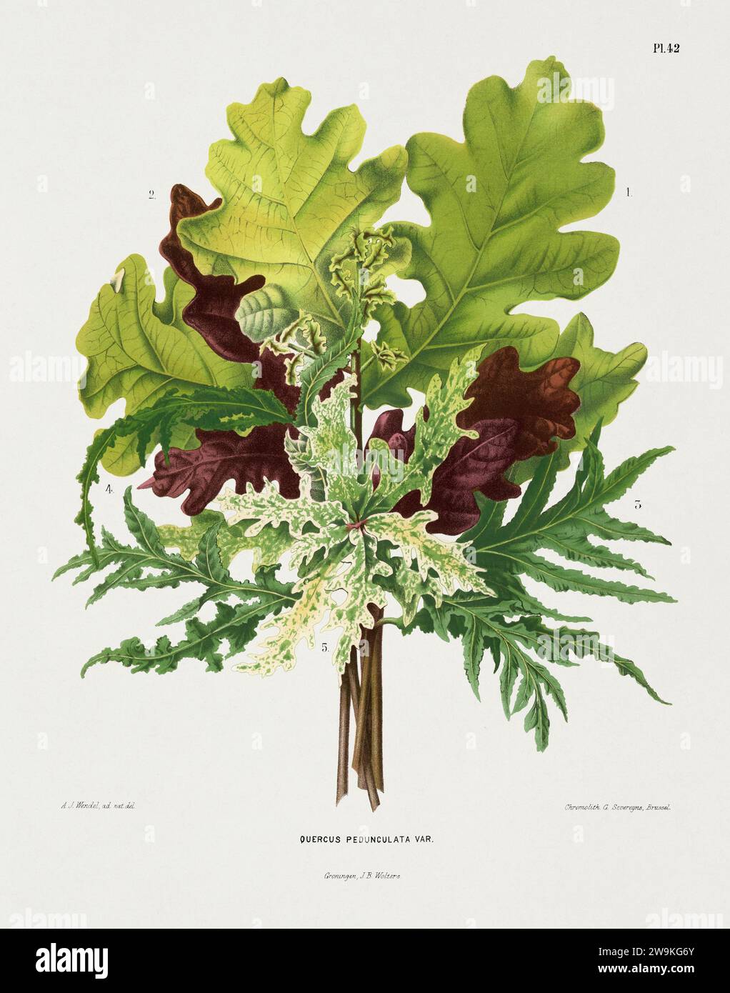 Vintage oak leaves illustration. Dutch botanical book illustration ...