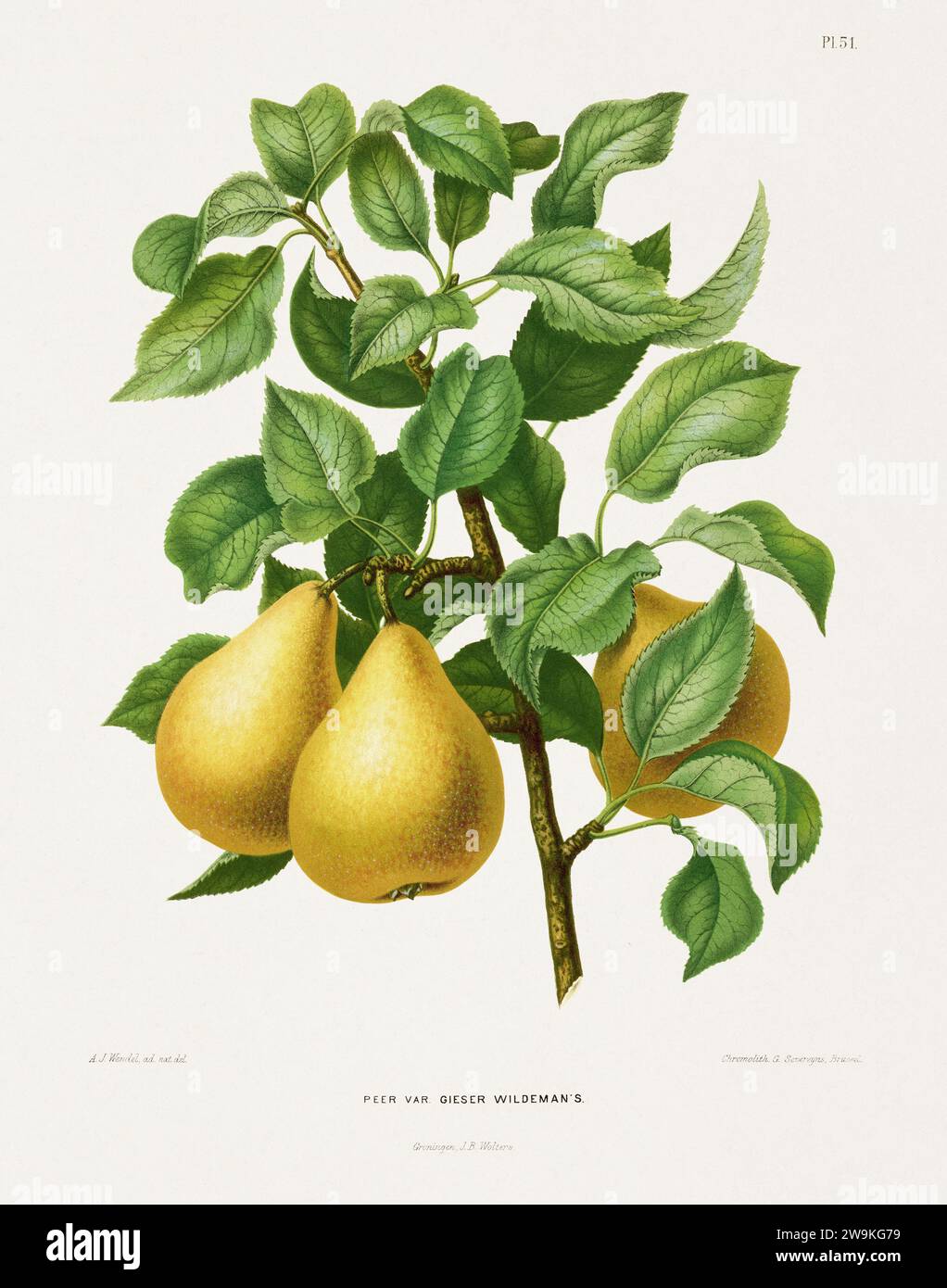 Vintage fruit illustration. Dutch botanical book illustration. Circa ...