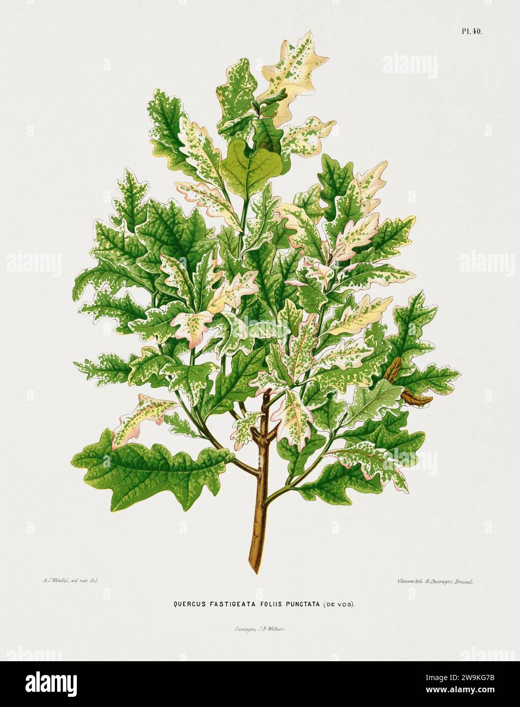 Vintage oak tree illustration. Dutch botanical book illustration. Circa ...