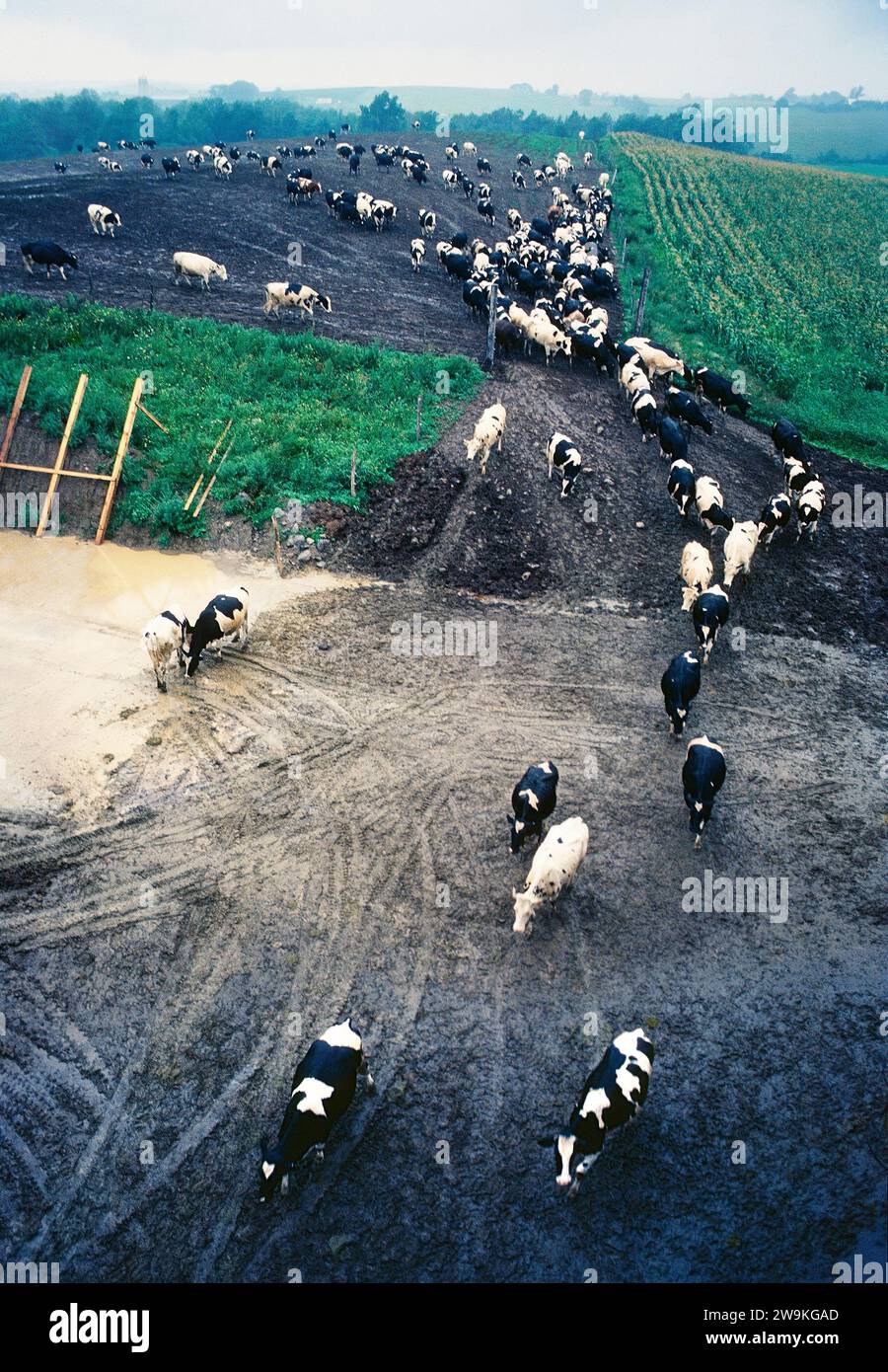 Overhead view of cows coming in from the pasture for milking. Rainy day ...