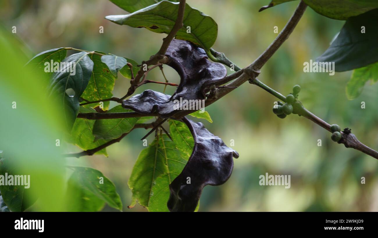 Pithecellobium hi-res stock photography and images - Alamy