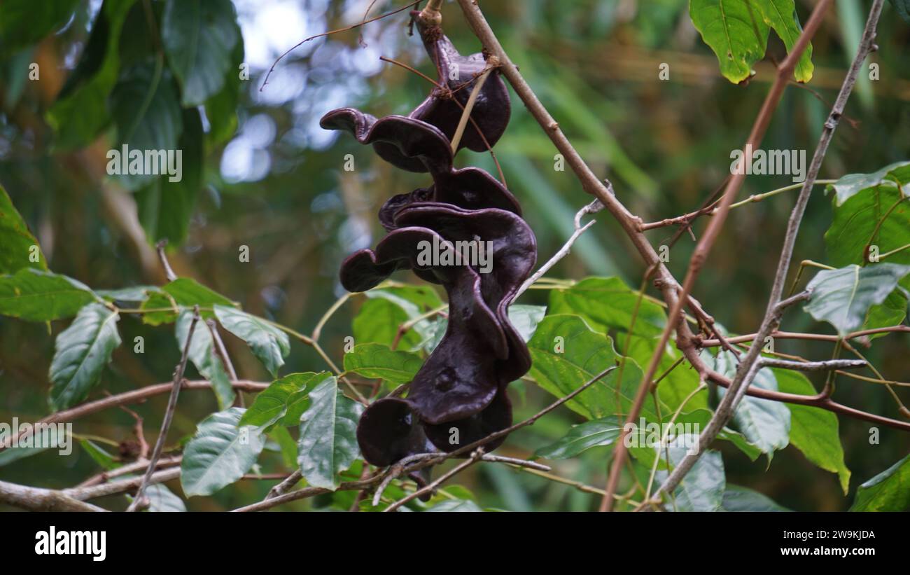 Pithecellobium hi-res stock photography and images - Alamy