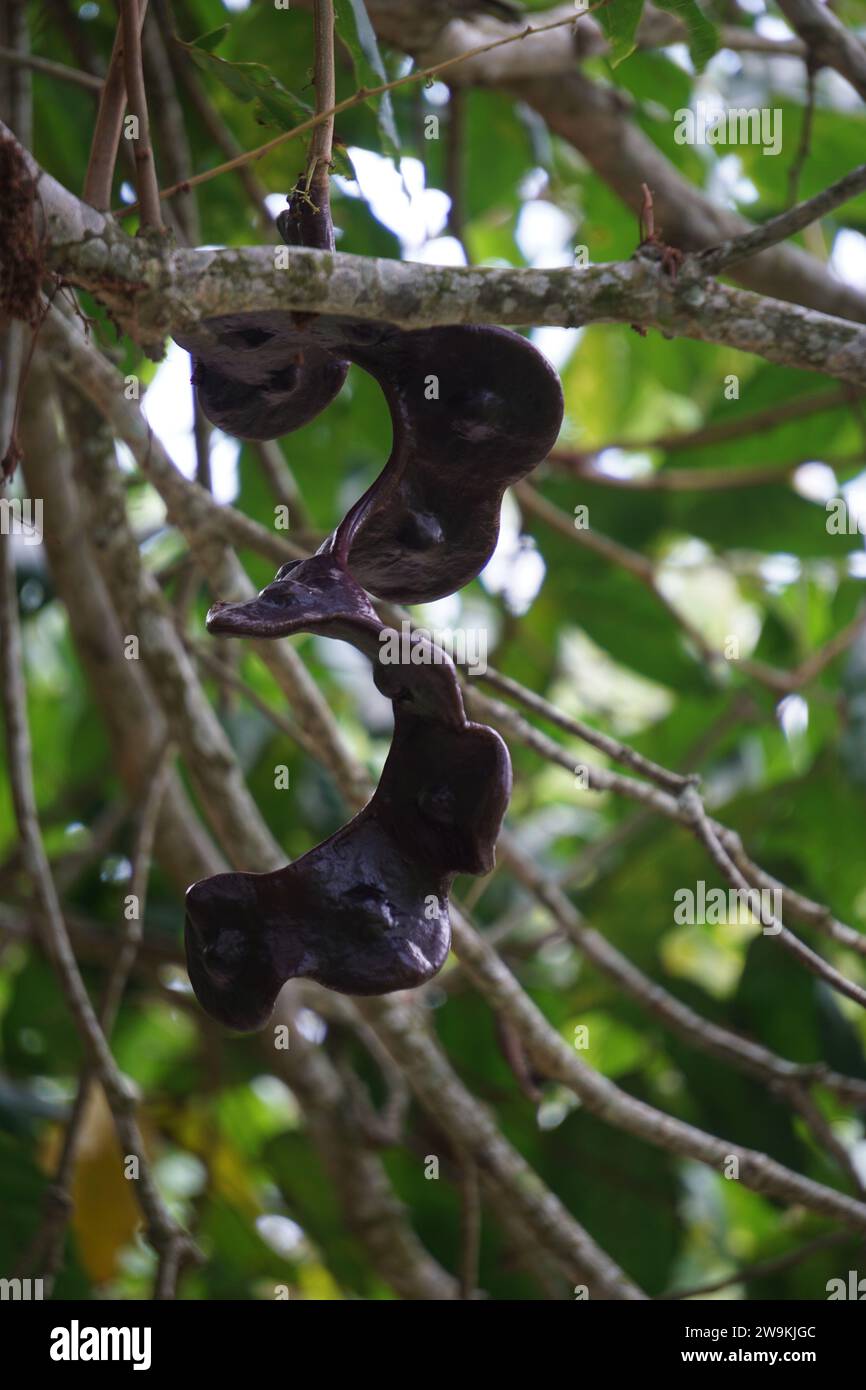 Ngapi hi-res stock photography and images - Alamy