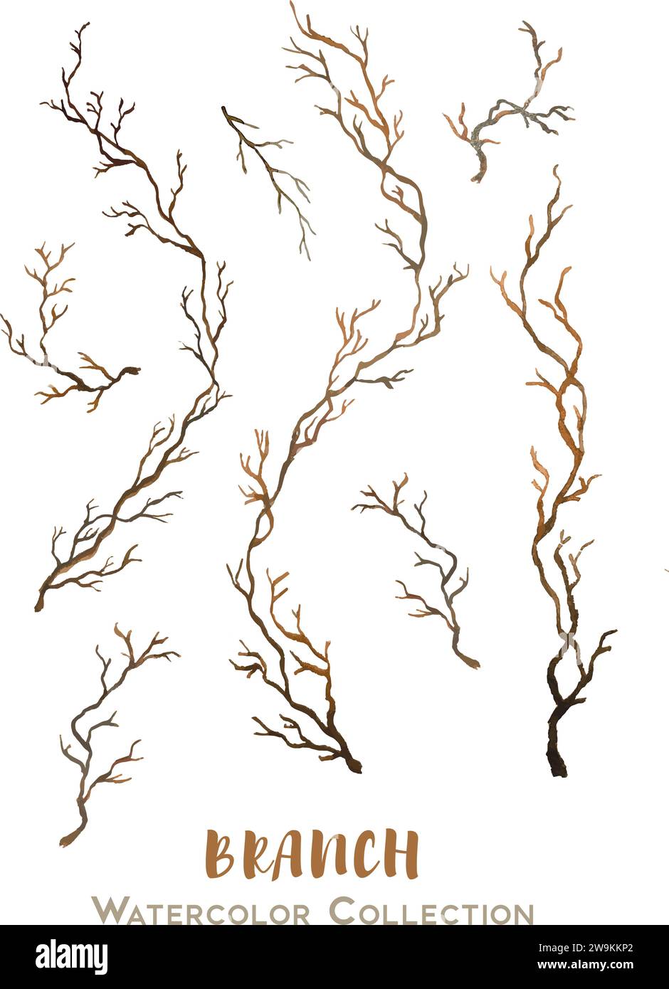 Vector set of beautiful hand drawn watercolor collection of branches ...