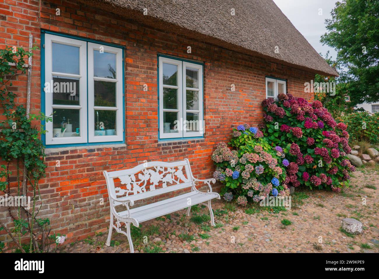 house with hydrangeas.Landscape design. Large bushes of pink hydrangeas ...