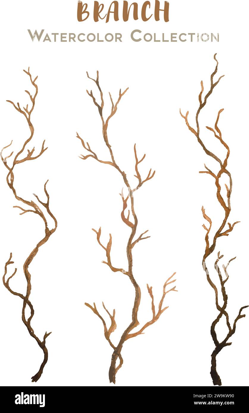 Vector set of beautiful hand drawn watercolor collection of branches ...
