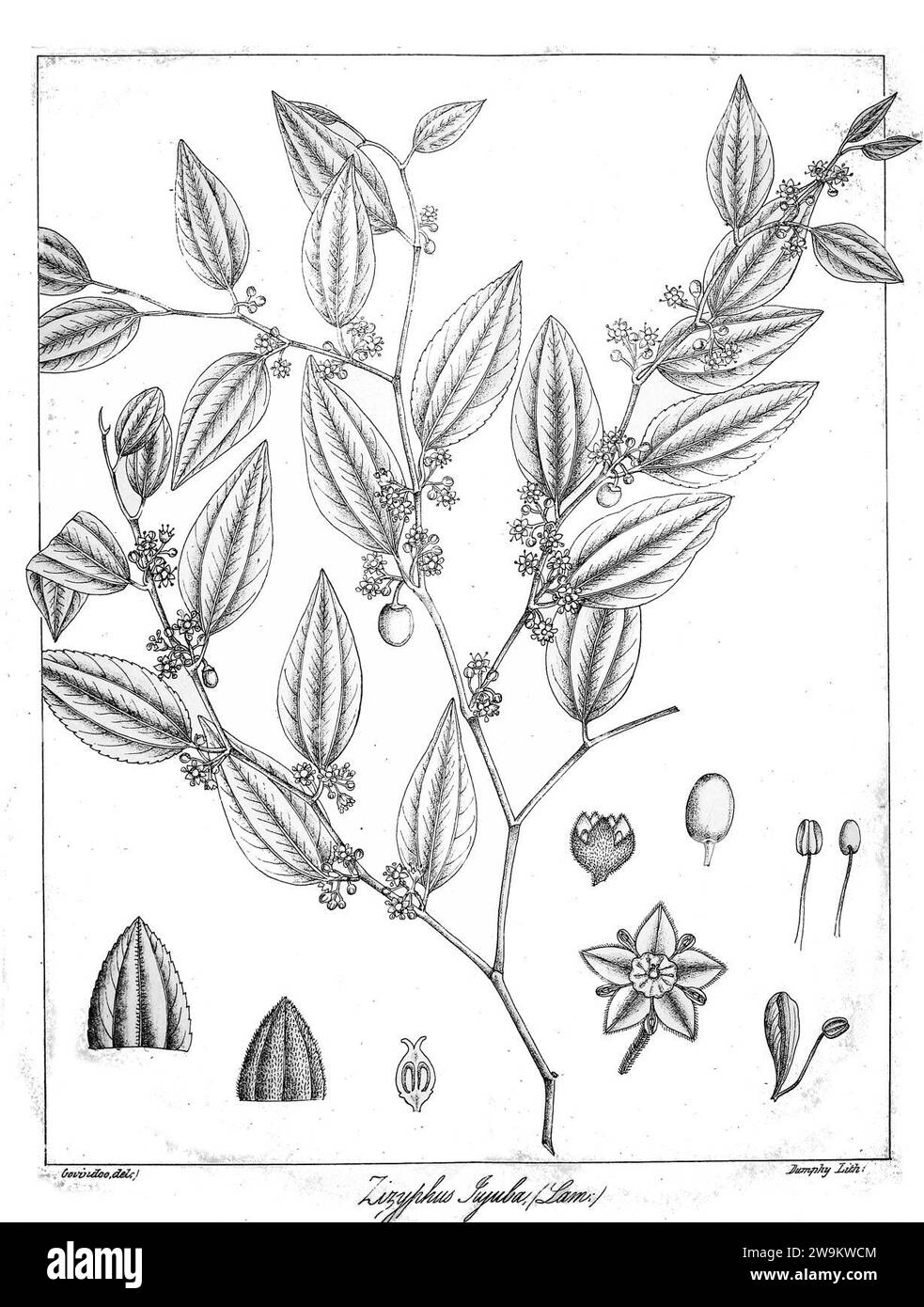 Zizyphus jujuba Govindoo Stock Photo - Alamy