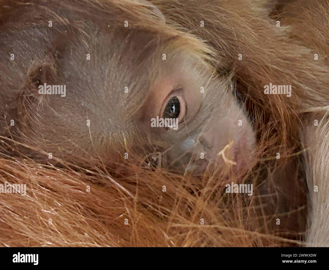 St. Louis, United States. 28th Dec, 2023. A new baby orangutan is shown ...