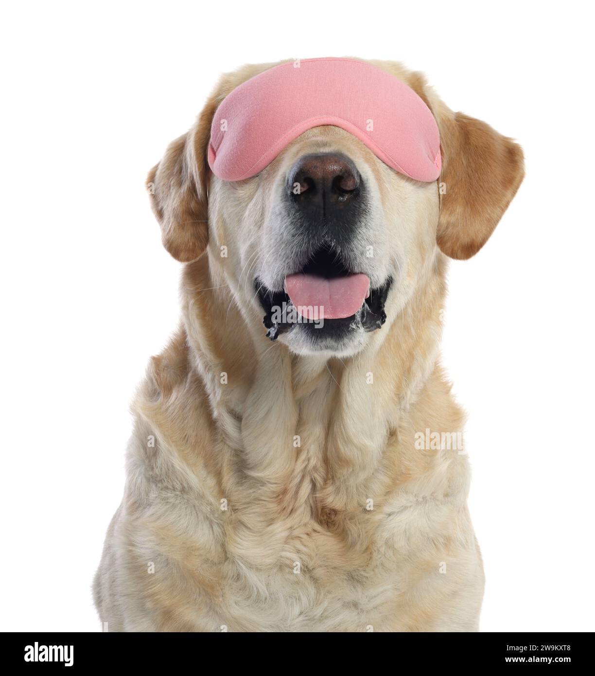 Cute Labrador Retriever with pink sleep mask on white background Stock ...