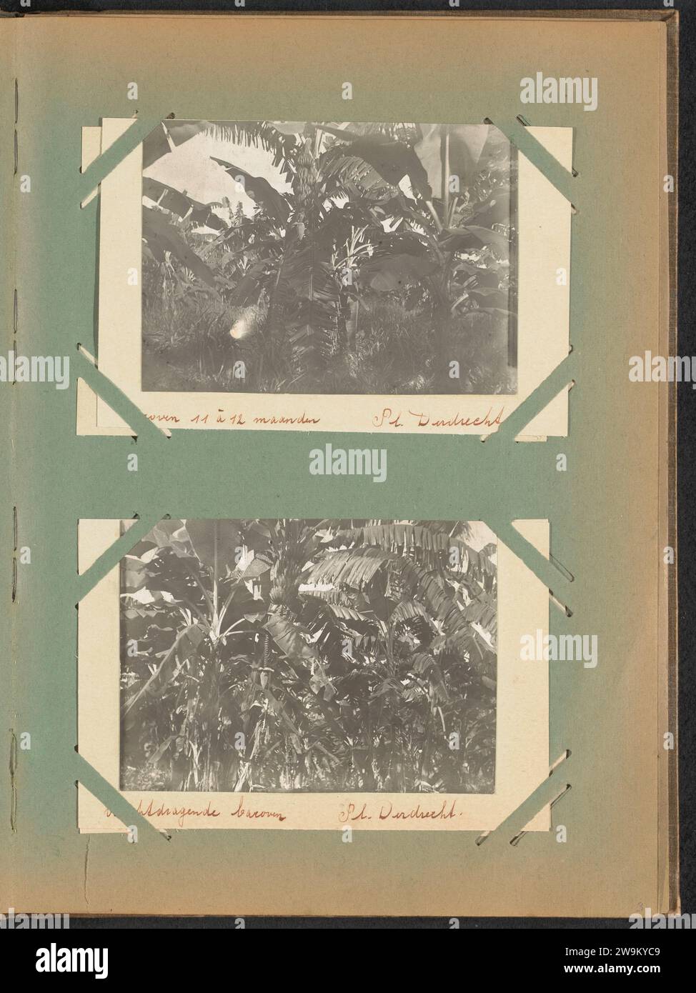 Banana trees on Plantage Dordrecht, Anonymous, c. 1912 - c. 1913 ...