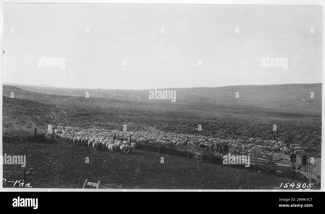 Zogleman Sheep Leaving Corral During Lambing, Egypt Valley, Snow ...