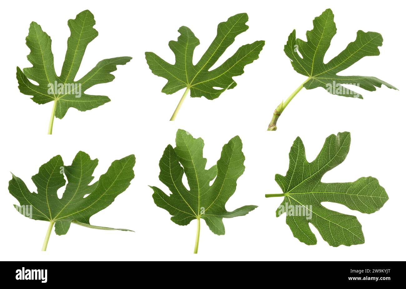 Green fig leaves isolated on white, set Stock Photo - Alamy