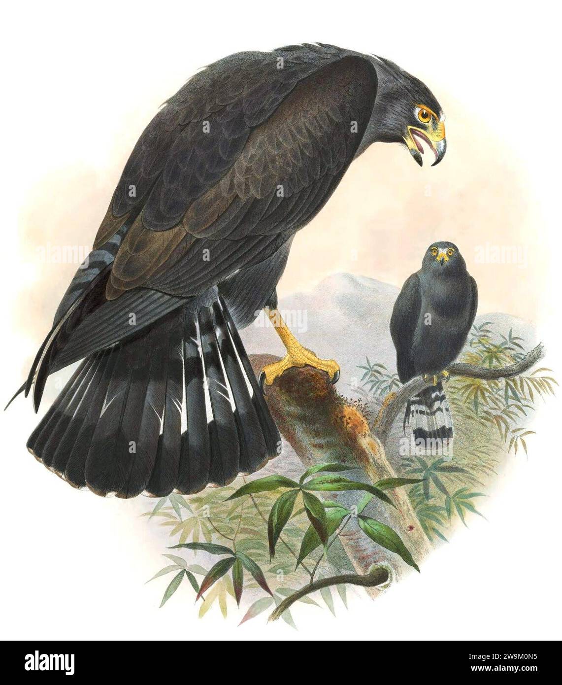 Zone-tailed Hawk by Wolf (51115558746 Stock Photo - Alamy