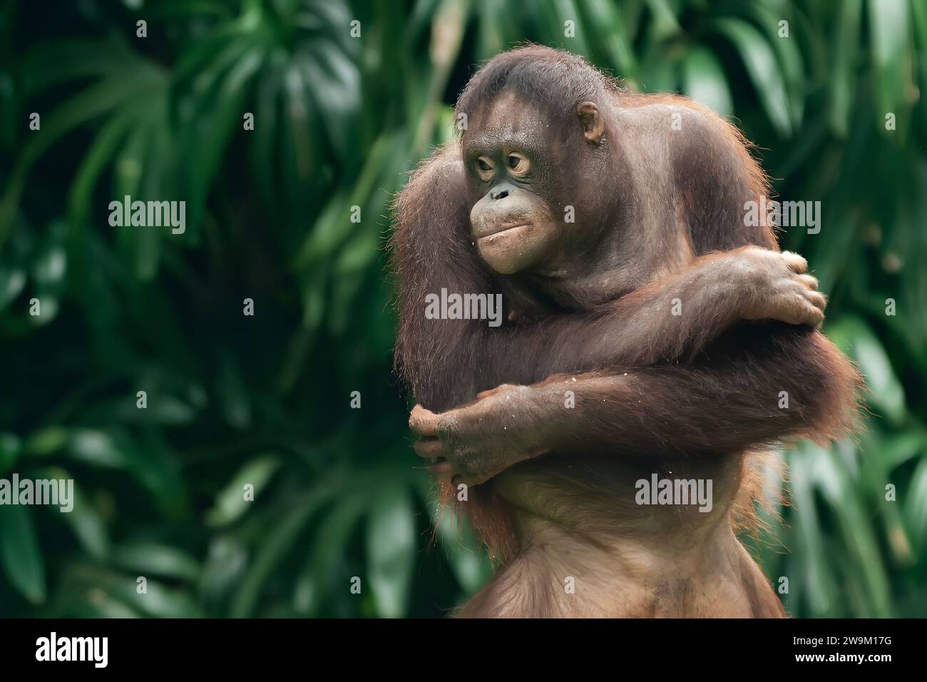 Orangutan standing hi-res stock photography and images - Alamy
