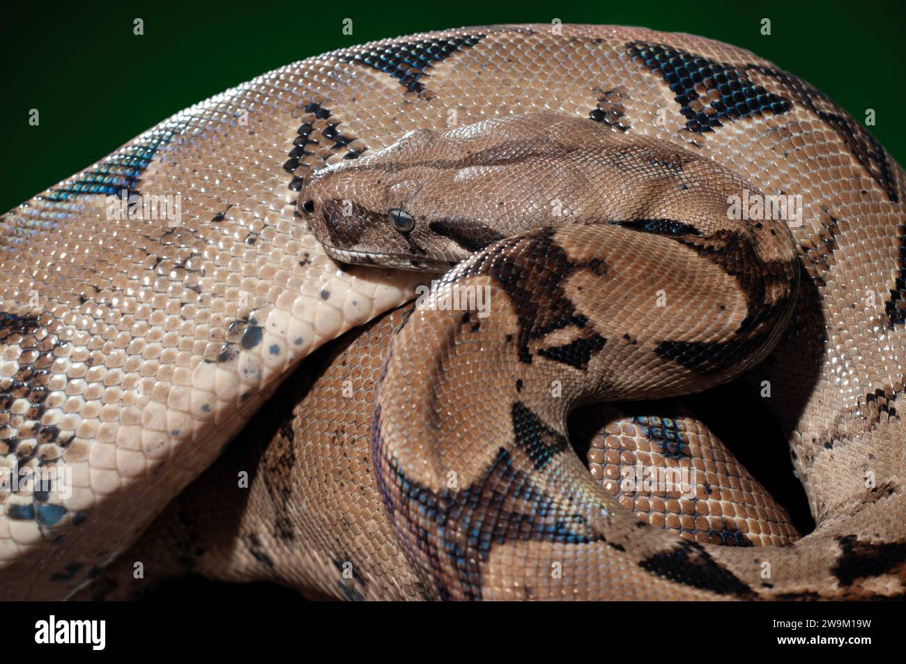 a Sanca snake or Malayopython reticulatus is resting while coiling its ...