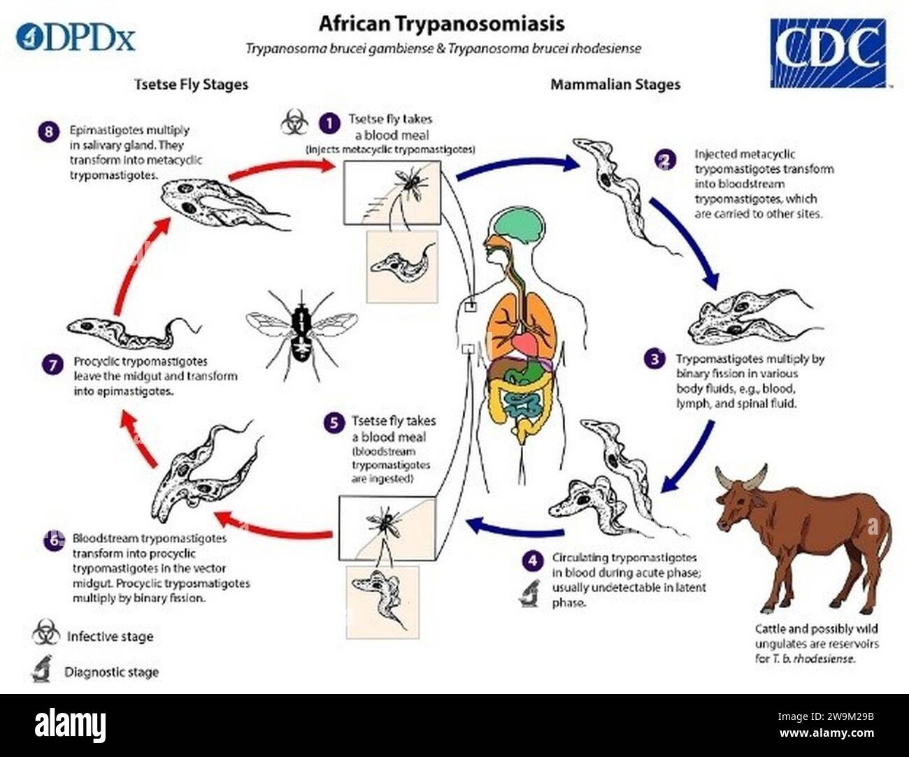 Zoonosis Transmission of African Trypanosomes Stock Photo - Alamy