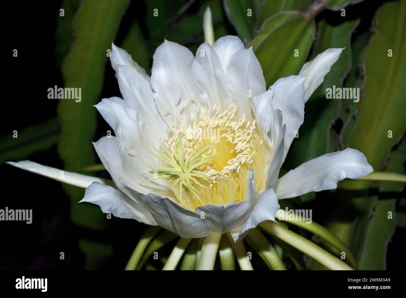 Closeup picture of a beautifu large white dragon fruit flower ...